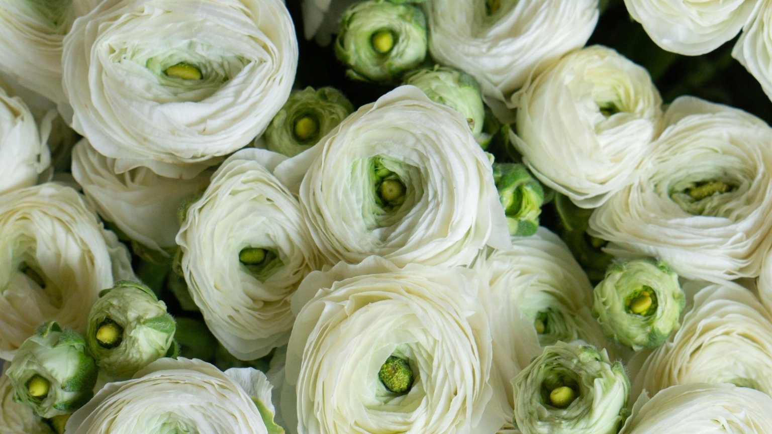 15 Ranunculus Varieties to Plant This Fall