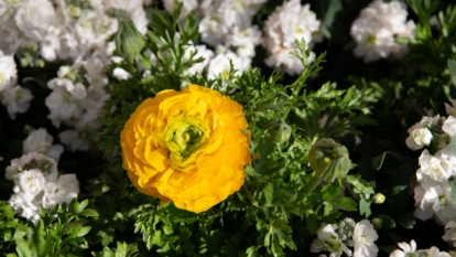 15 Ranunculus Varieties to Plant This Fall