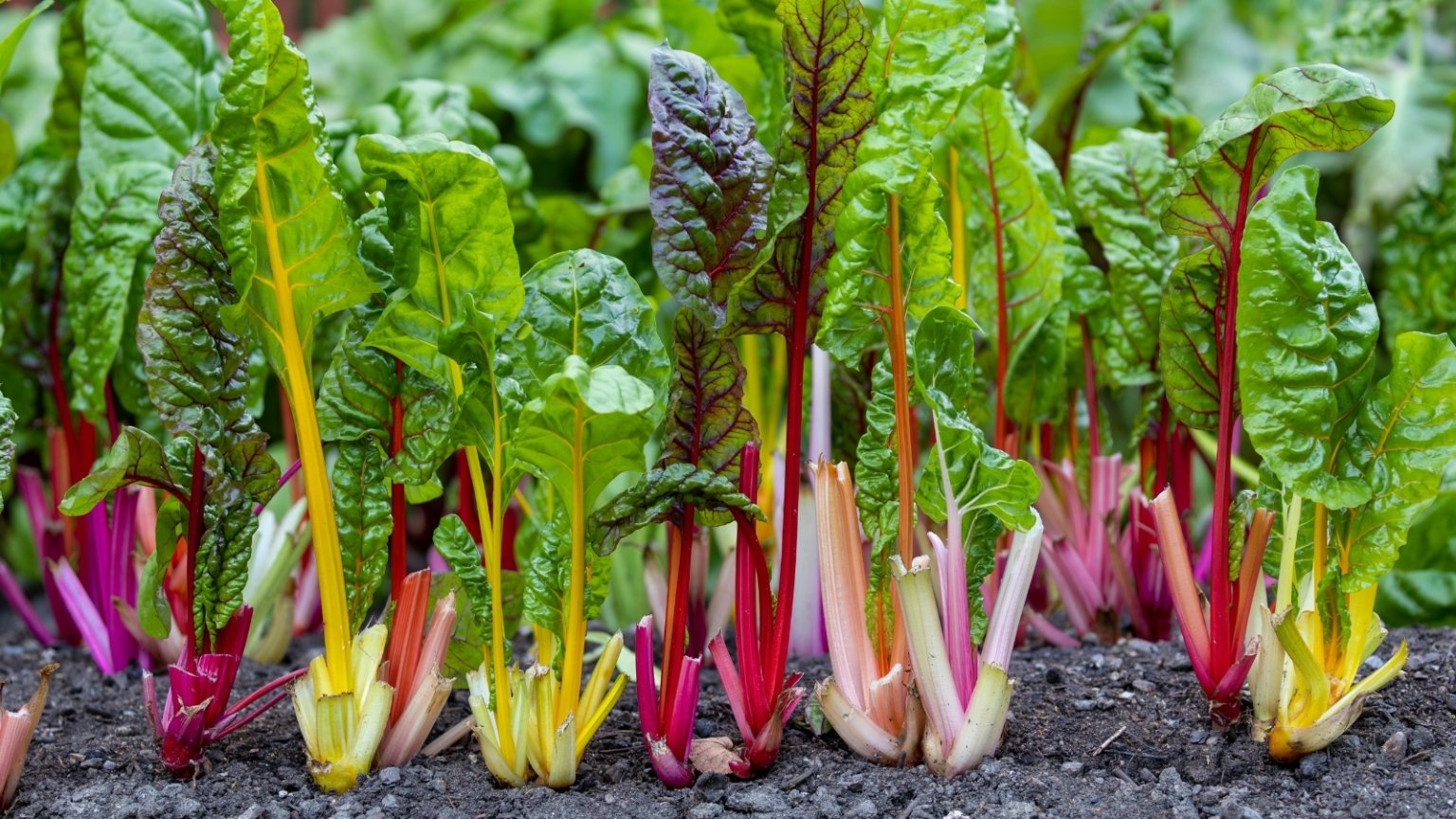 35 Healthy Edible Plants to Grow Indoors In Winter