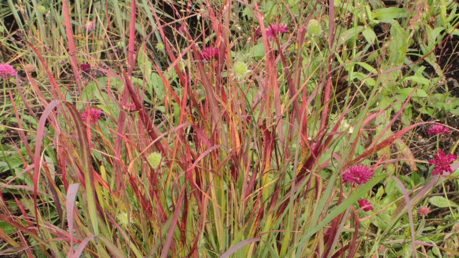 13 Gorgeous Garden Design Ideas Featuring Burgundy Plants
