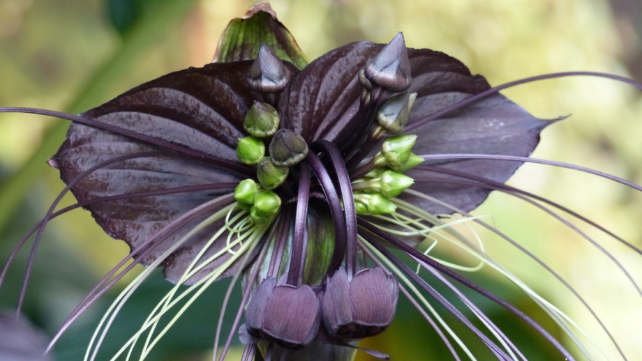 21 Spooky Plants Perfect for Halloween