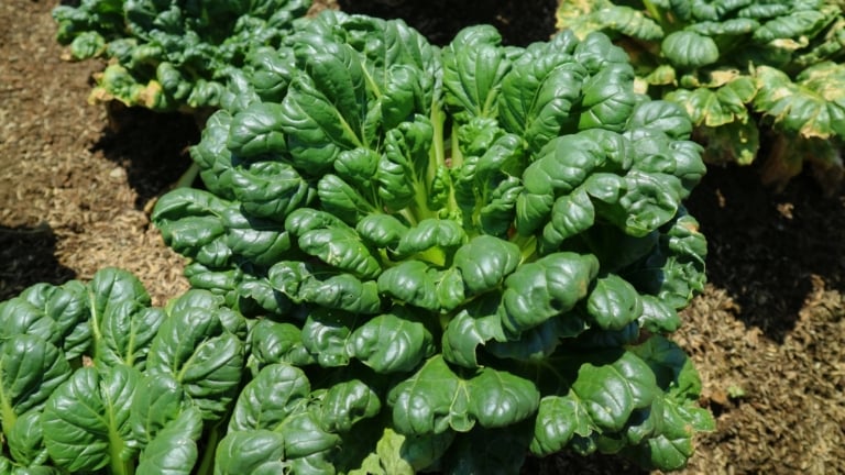 13 Asian Greens You Should Plant This Season