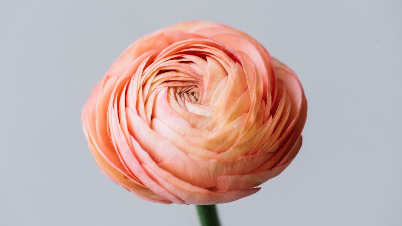 15 Ranunculus Varieties to Plant This Fall