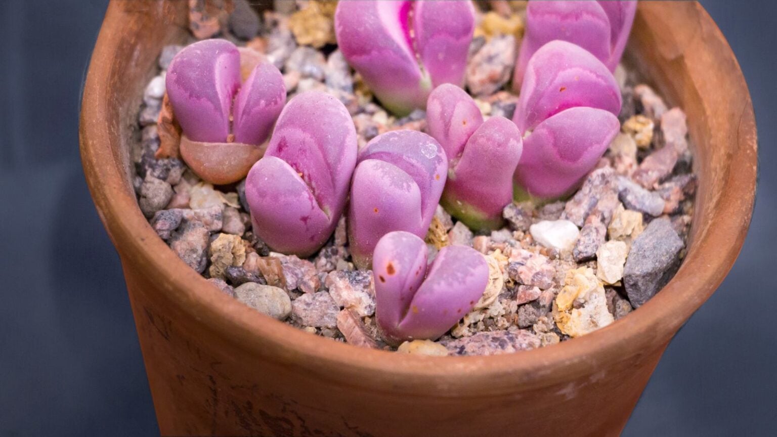 How to Plant, Grow, and Care for Lithops (Living Stone Plants)