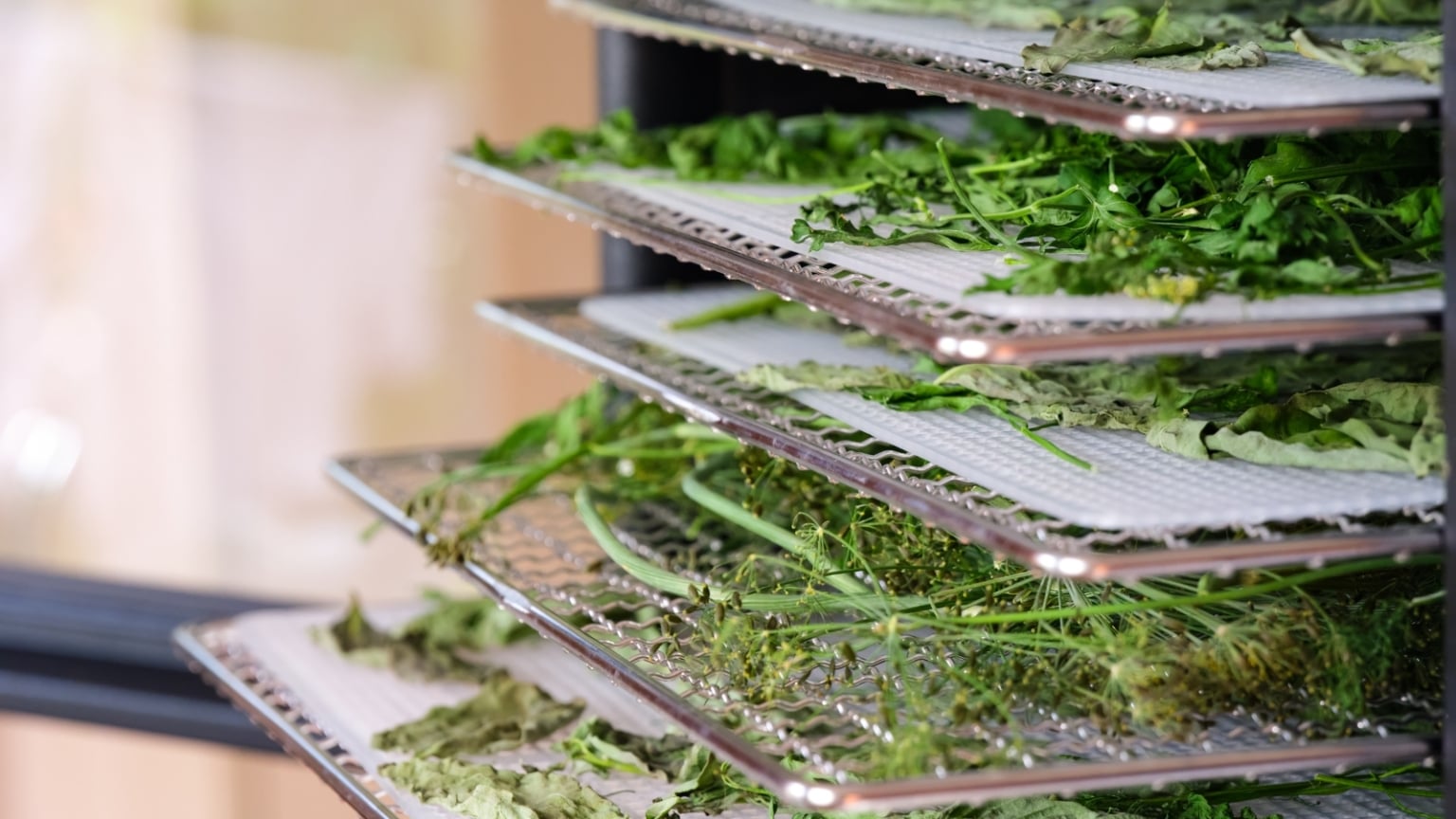 13 Best Herbs for Drying