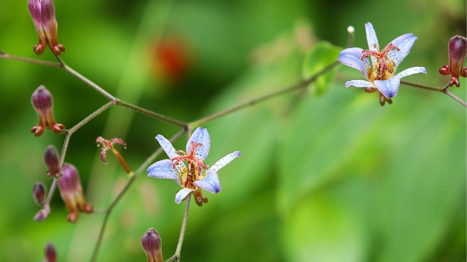 How to Plant, Grow, and Care For Toad Lilies