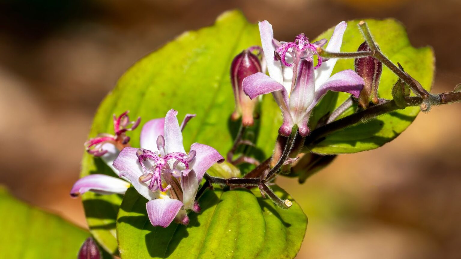 How to Plant, Grow, and Care For Toad Lilies