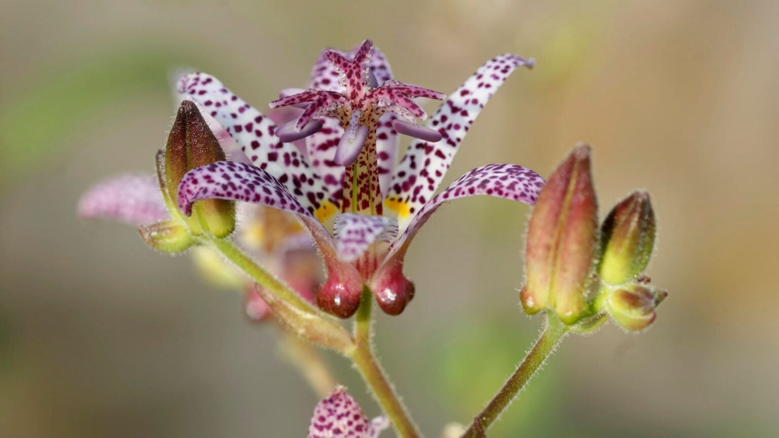 How to Plant, Grow, and Care For Toad Lilies