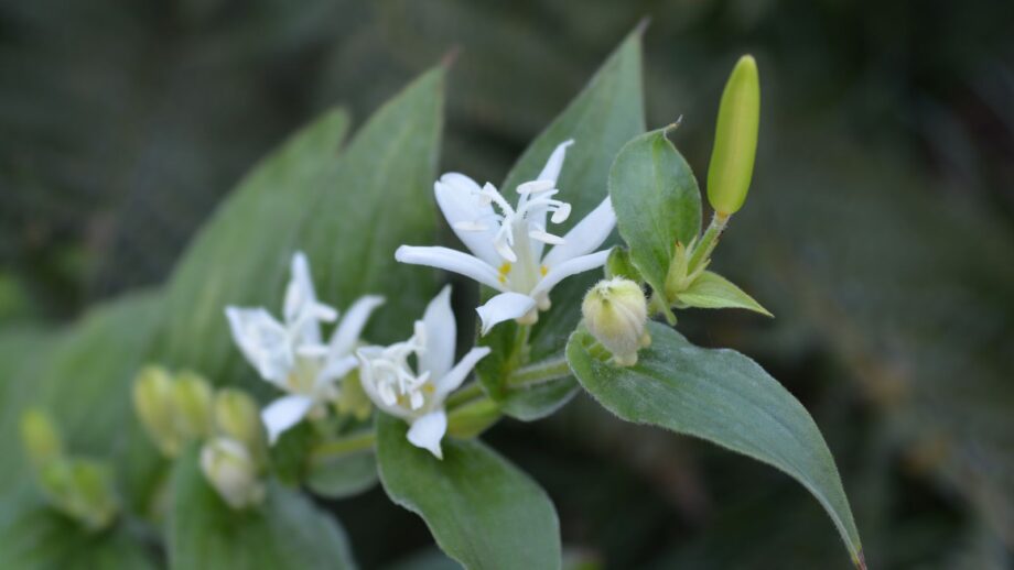 How to Plant, Grow, and Care For Toad Lilies