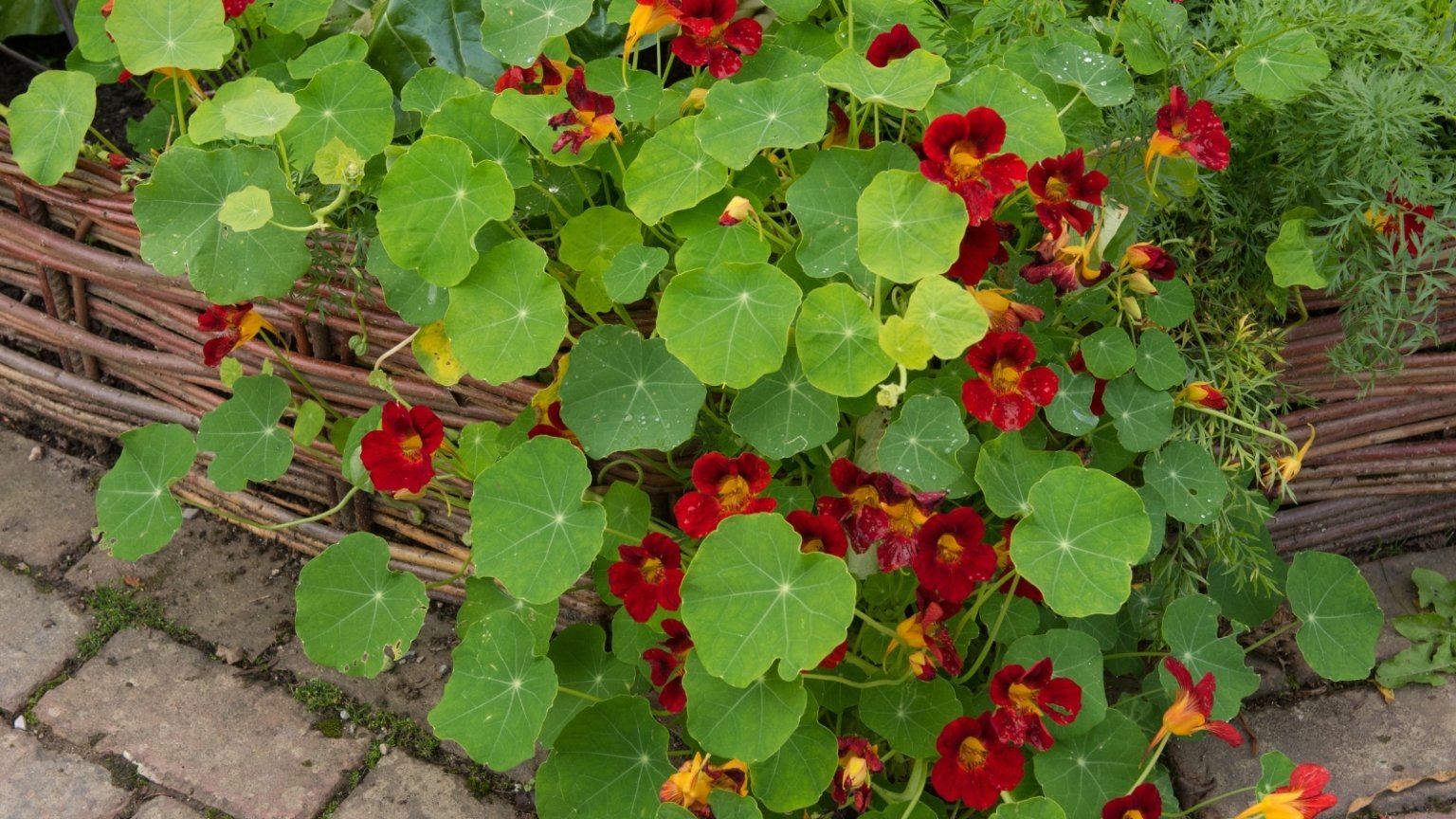 23 Dreamy Trailing Plants to Cascade Over Garden Walls - Epic Gardening