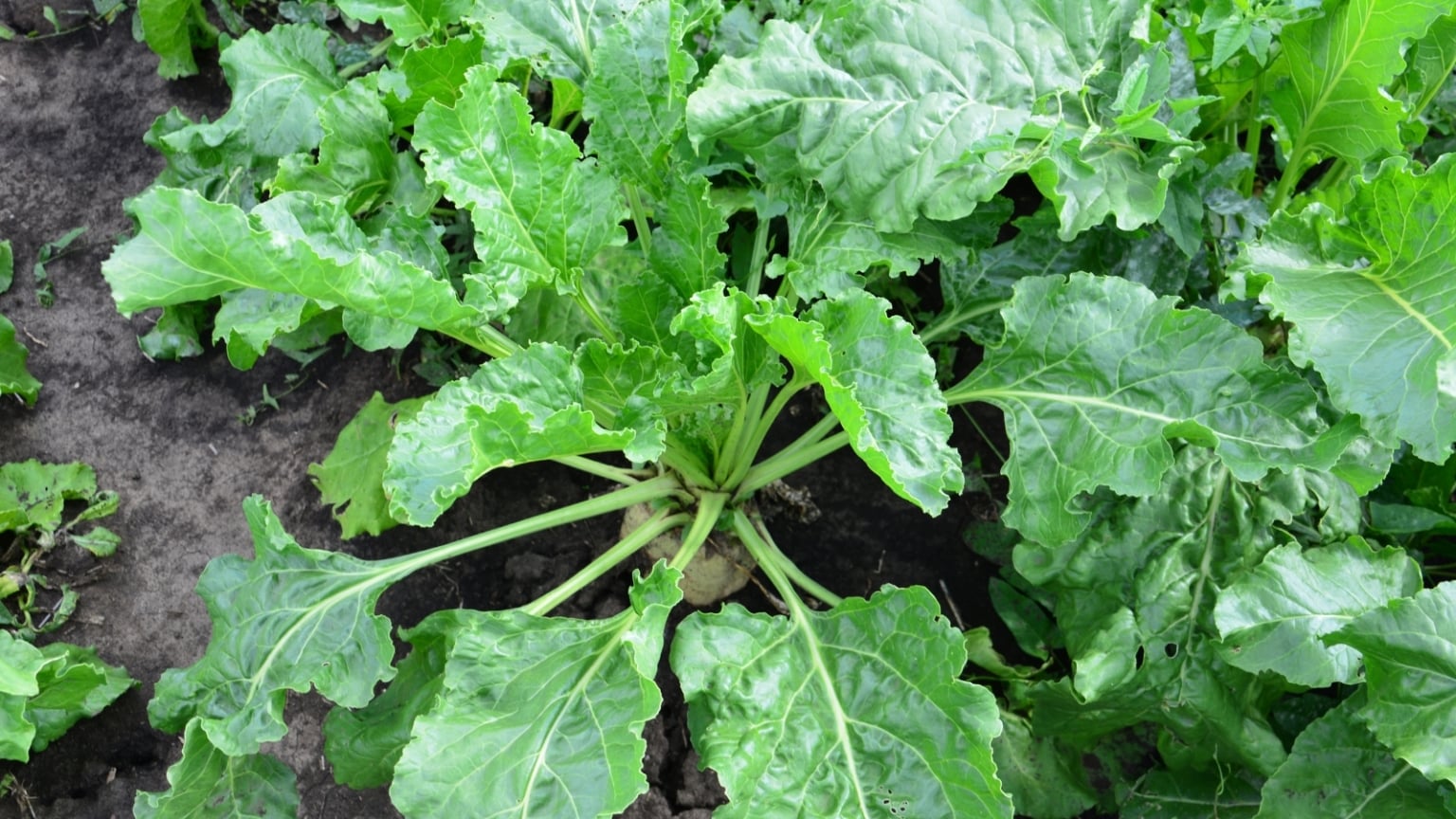 13 Asian Greens You Should Plant This Season