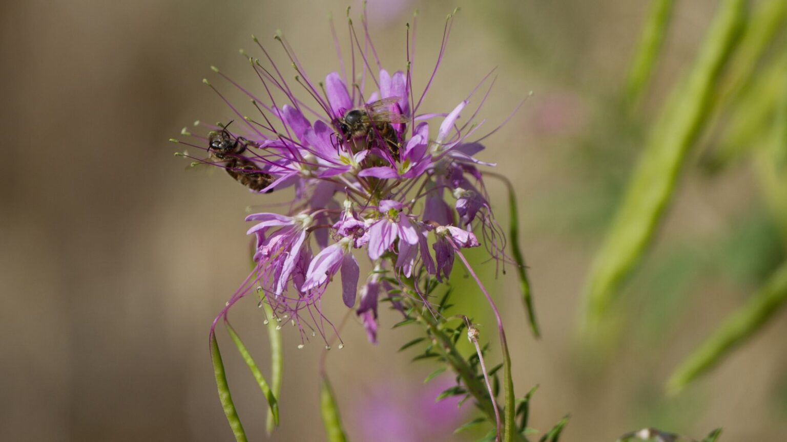 How to Plant, Grow, and Care for Rocky Mountain Bee