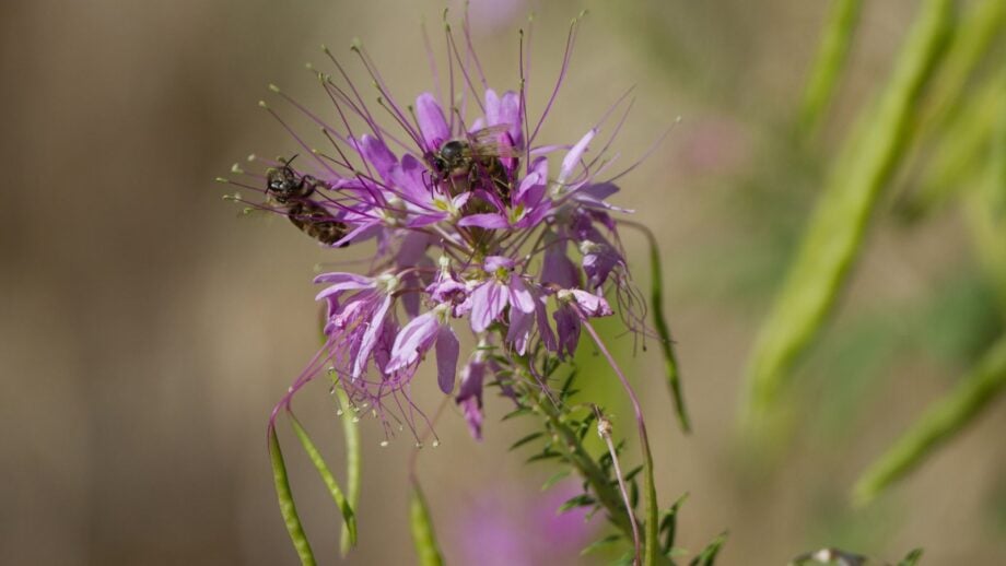How to Plant, Grow, and Care for Rocky Mountain Bee