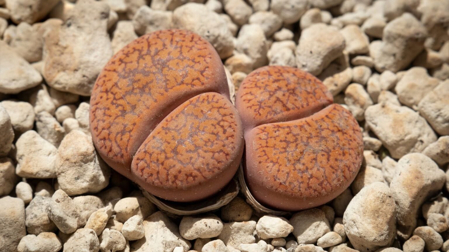 How to Plant, Grow, and Care for Lithops (Living Stone Plants)