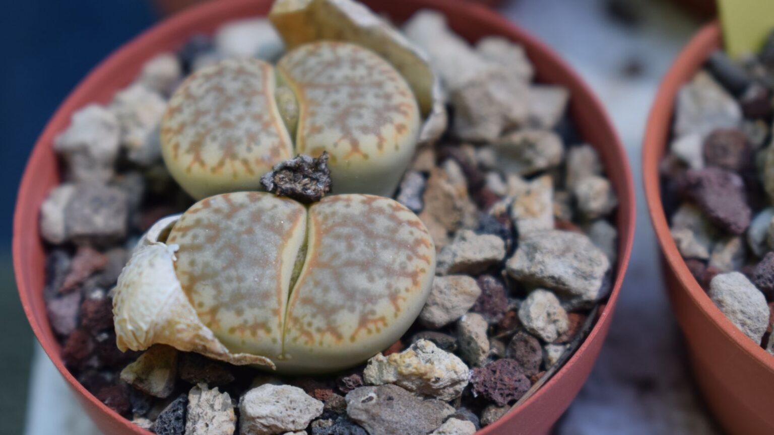 How to Plant, Grow, and Care for Lithops (Living Stone Plants)
