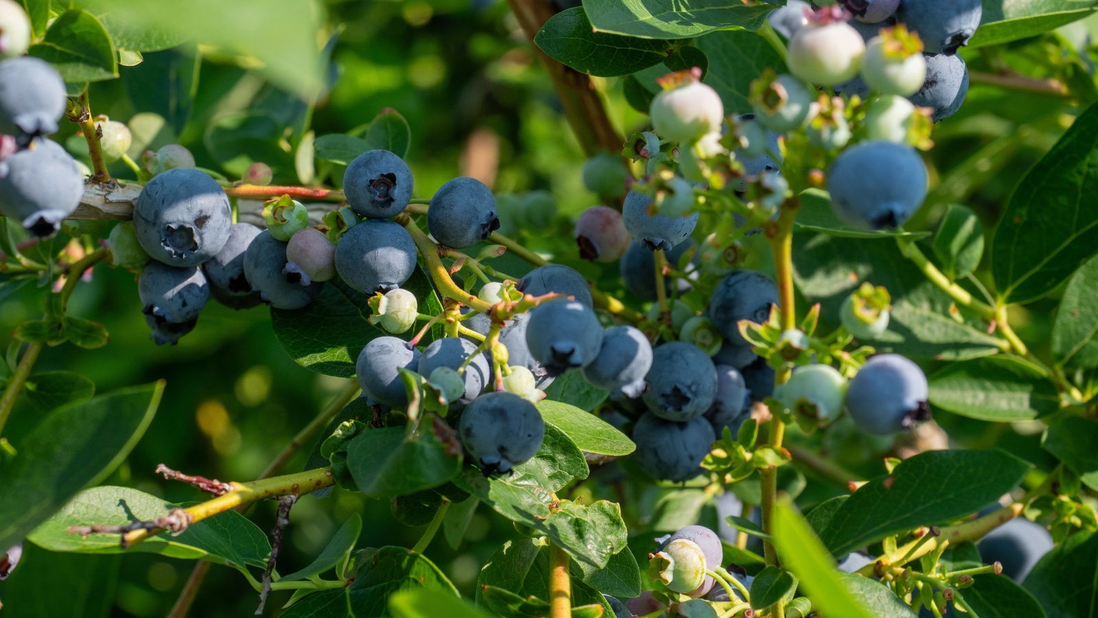 11 Fruit Tree Varieties You Can Plant in November