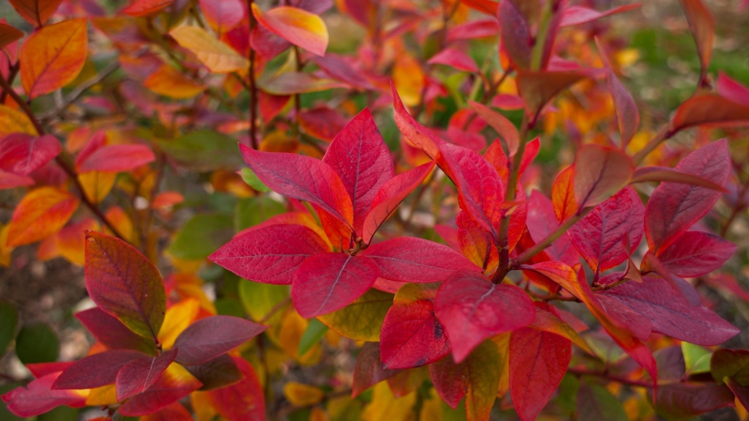 19 Shrubs With Fabulous Fall Color