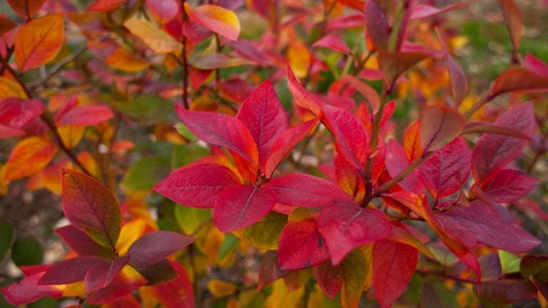 19 Shrubs With Fabulous Fall Color