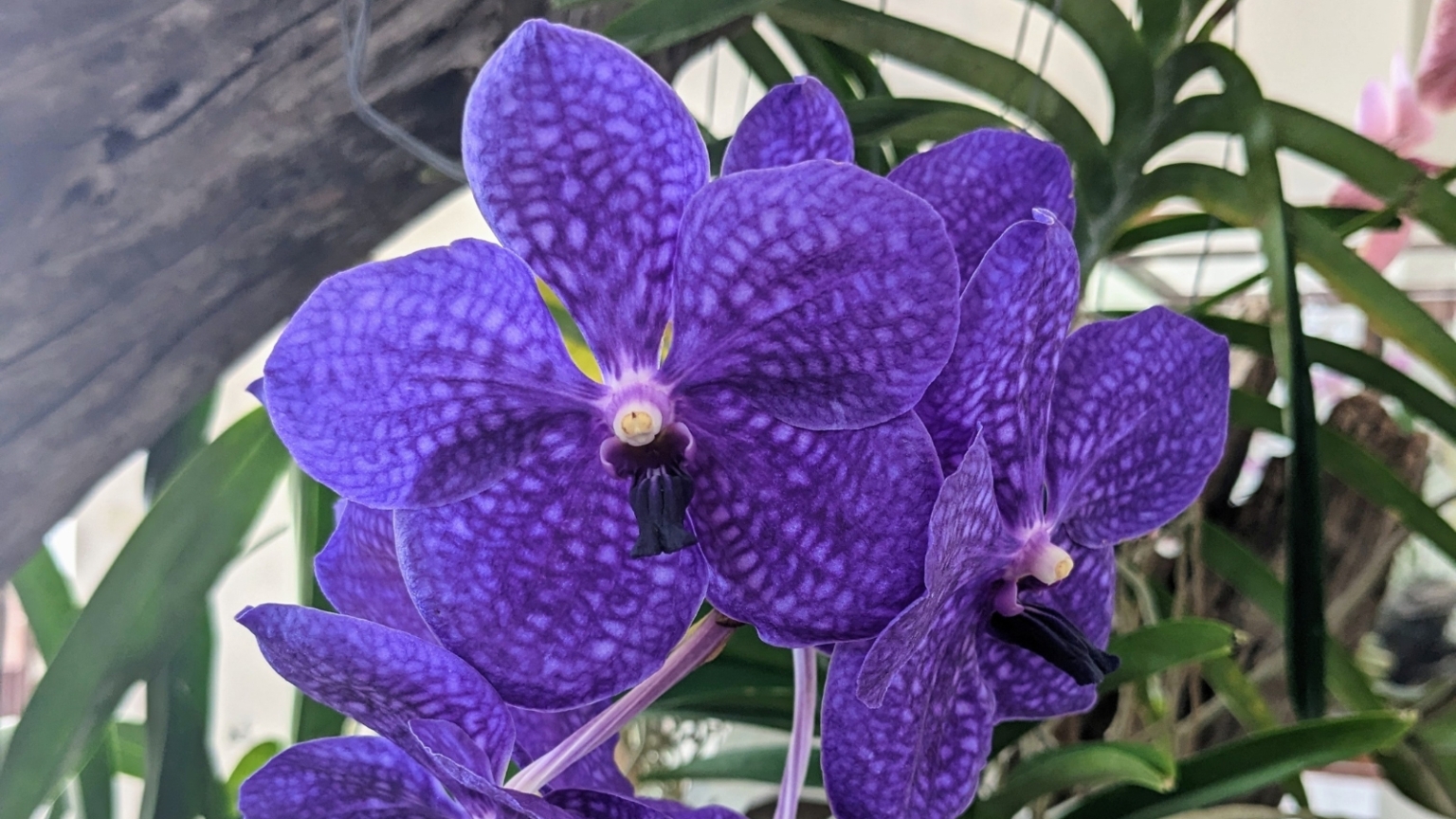 Where Should You Put Your Orchid? 5 Tips for Finding the Right Spot