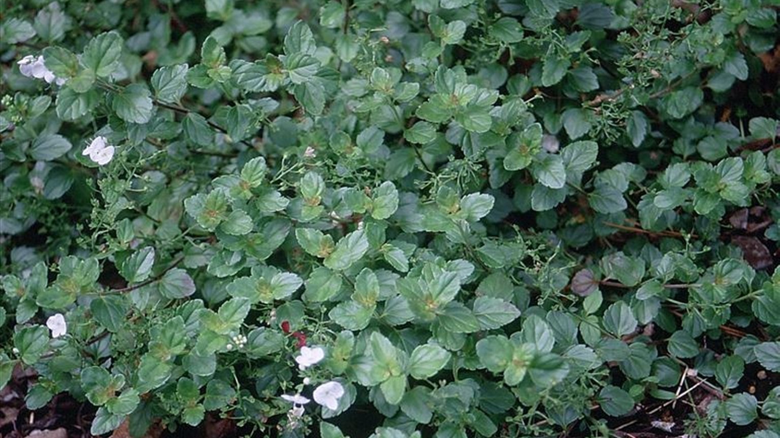 23 Dreamy Trailing Plants to Cascade Over Garden Walls - Epic Gardening