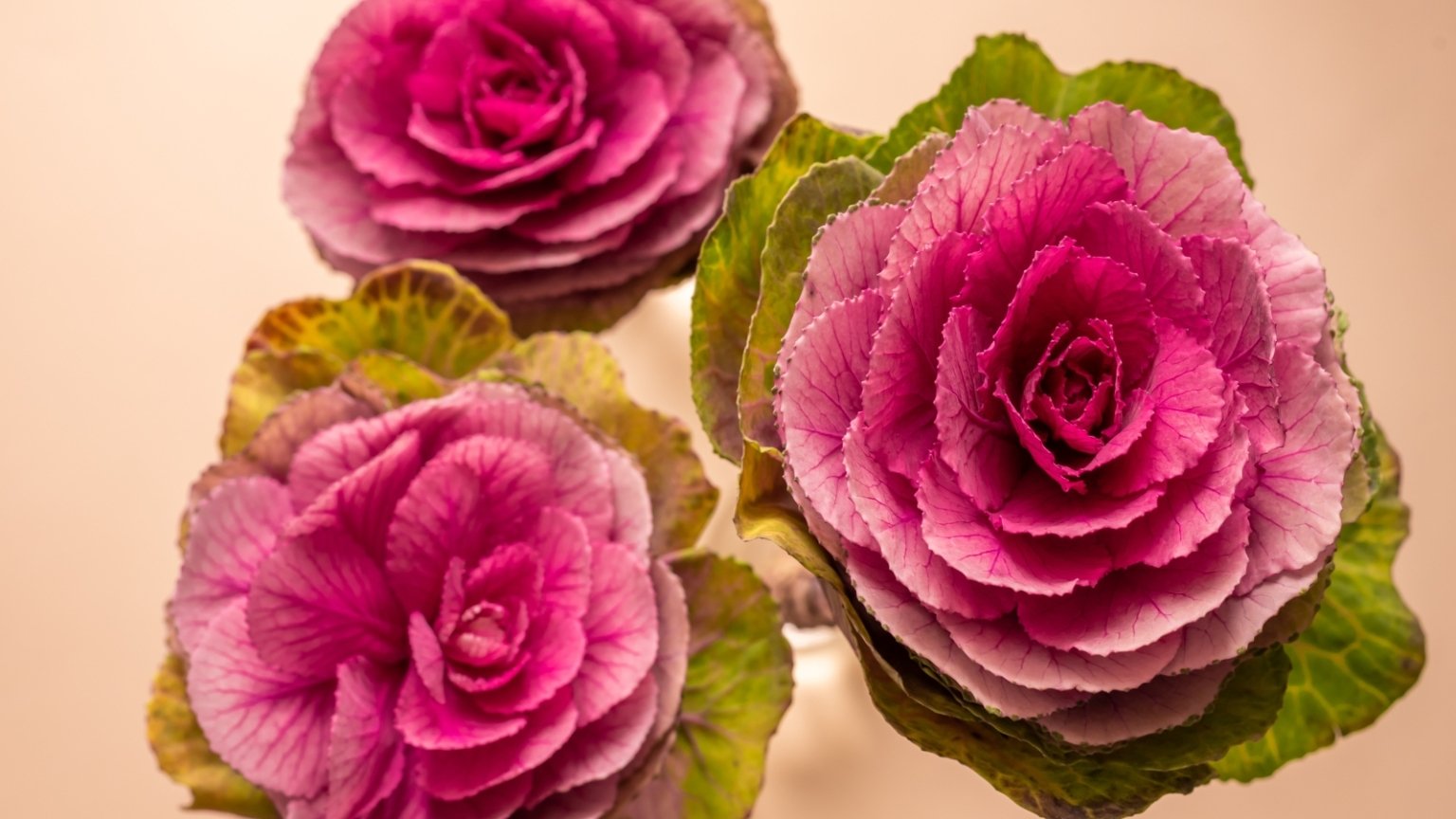 How to Plant, Grow, and Care for 'Crane Red' Ornamental Kale
