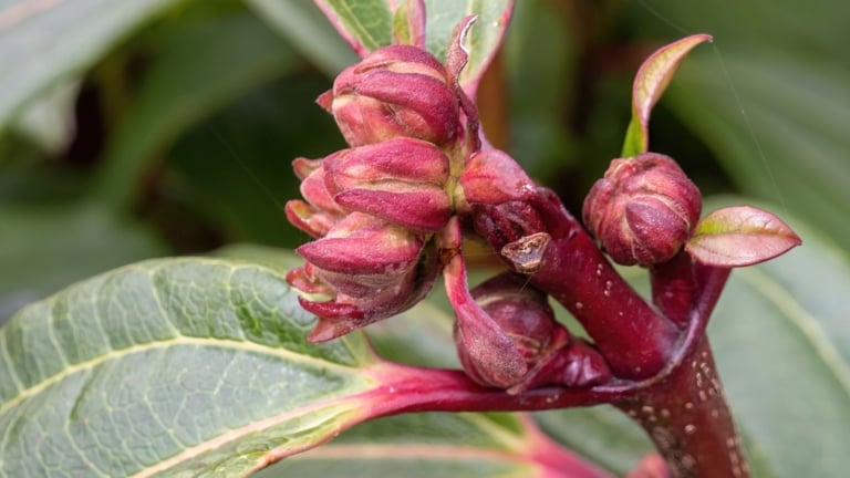 How to Plant, Grow, and Care for Distylium Shrubs