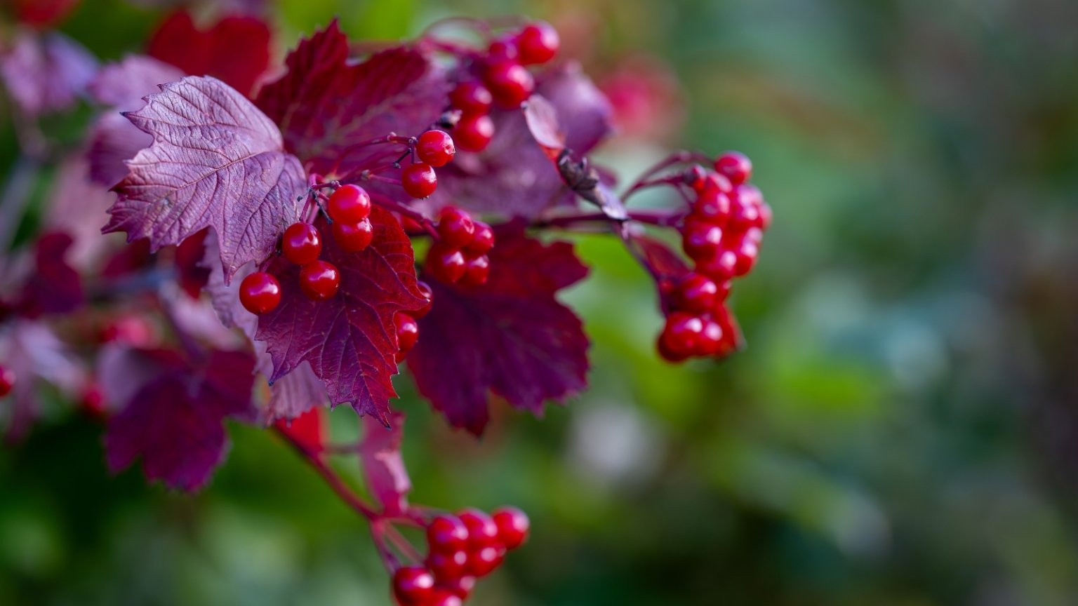 19 Shrubs With Fabulous Fall Color
