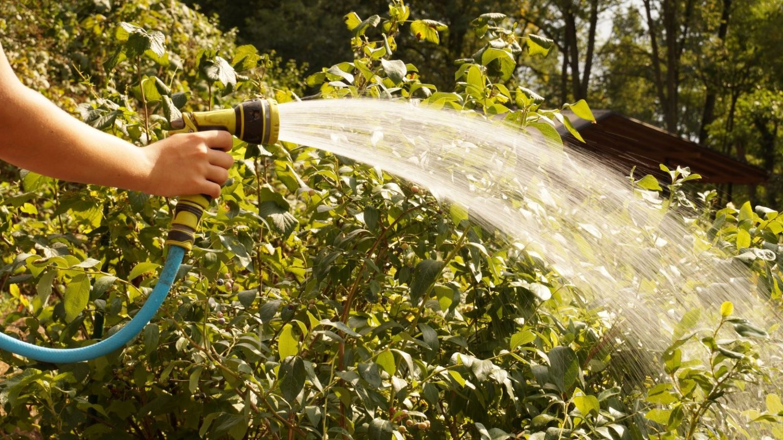 How to Plant, Grow, and Care for Evergreen Huckleberry Plants