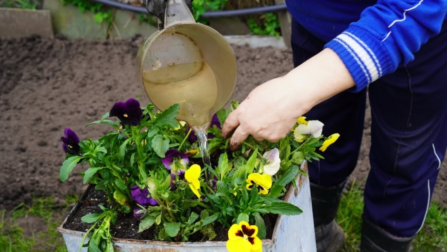 How to Overwinter Pansies in 7 Steps