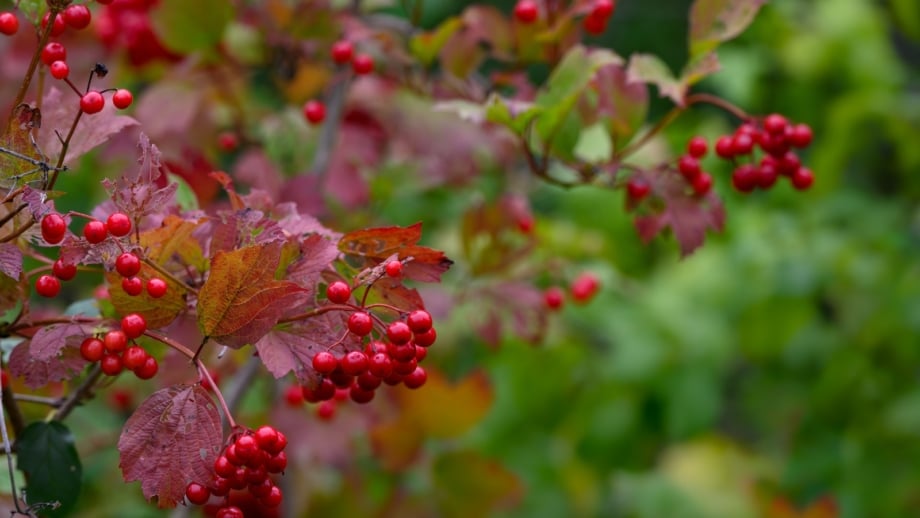 How to Plant, Grow, and Care for Highbush Cranberries