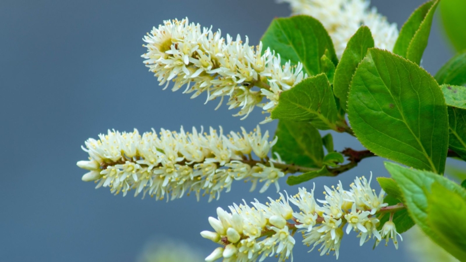 How to Plant, Grow, and Care for Sweetspire (Itea) Shrubs