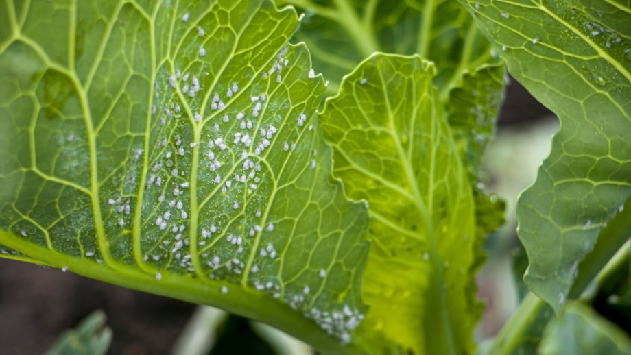 What's Eating My Cabbage? 15 Common Cabbage Pests