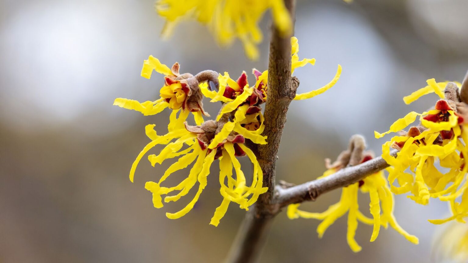 15 Native Plants To Get In The Ground This Fall