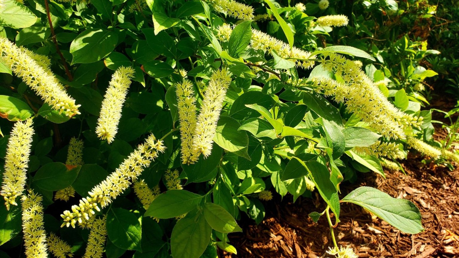 How to Plant, Grow, and Care for Sweetspire (Itea) Shrubs
