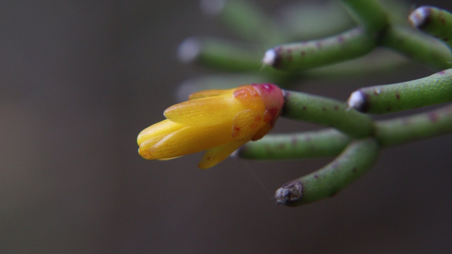 How to Plant, Grow, and Care for Dancing Bones Cactus