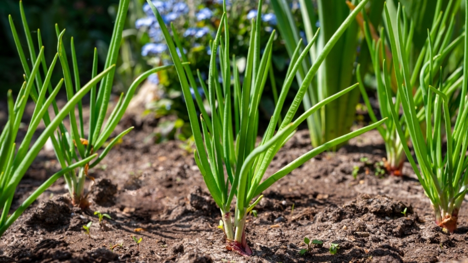 How and When to Plant Shallots in the Garden
