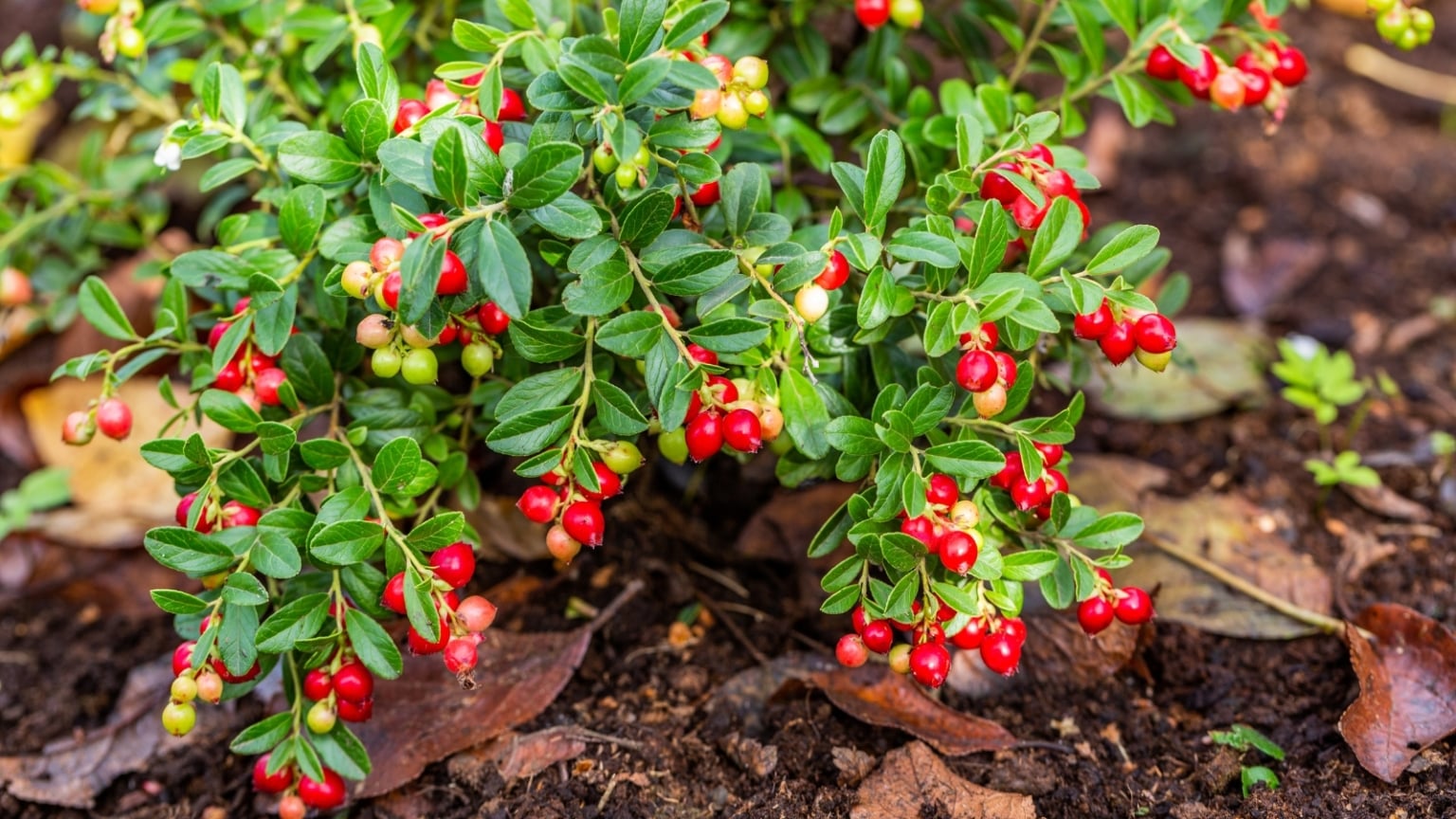 How To Plant Grow And Care For Cranberry Plants