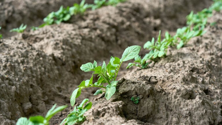 Potato Spacing: How Far Apart To Plant Potatoes