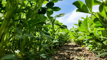 How to Make and Use Alfalfa Meal Fertilizer