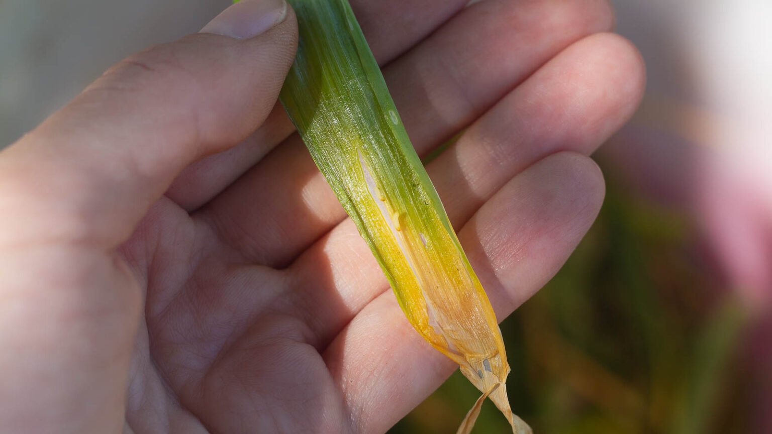 How to Identify and Get Rid of Root Maggots