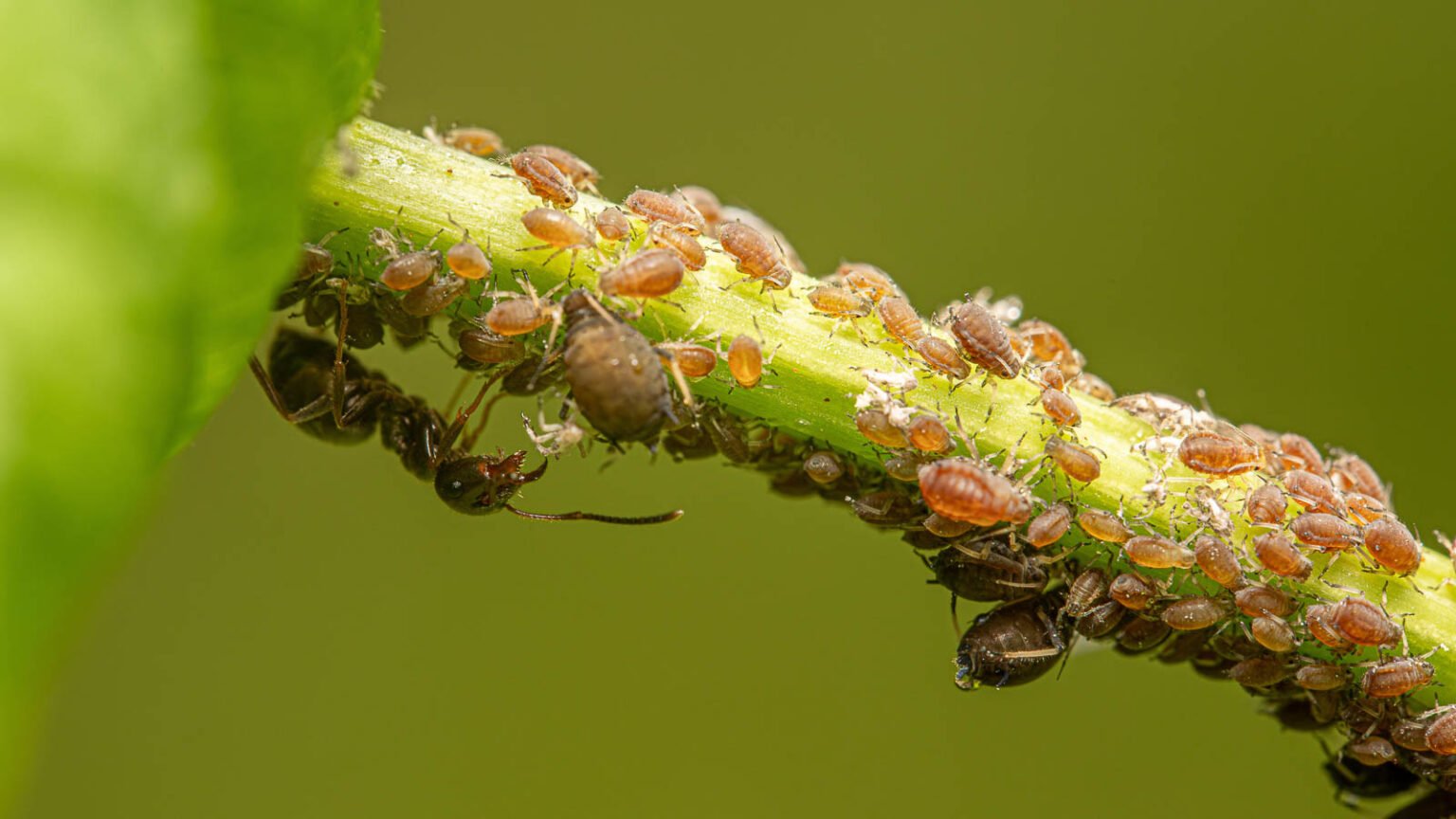 How to Plant, Grow, and Care for Candytuft