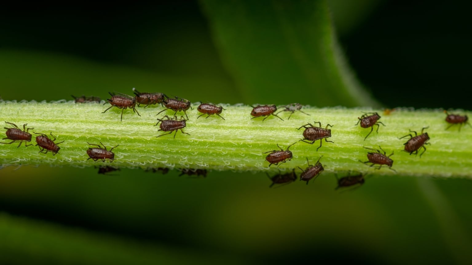 7 Mum Pests to Watch For This Season