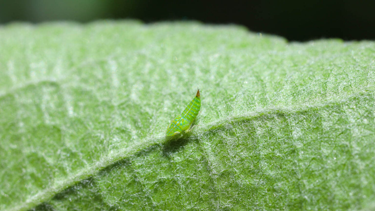 How to Get Rid of Leafhopper Pests for Good