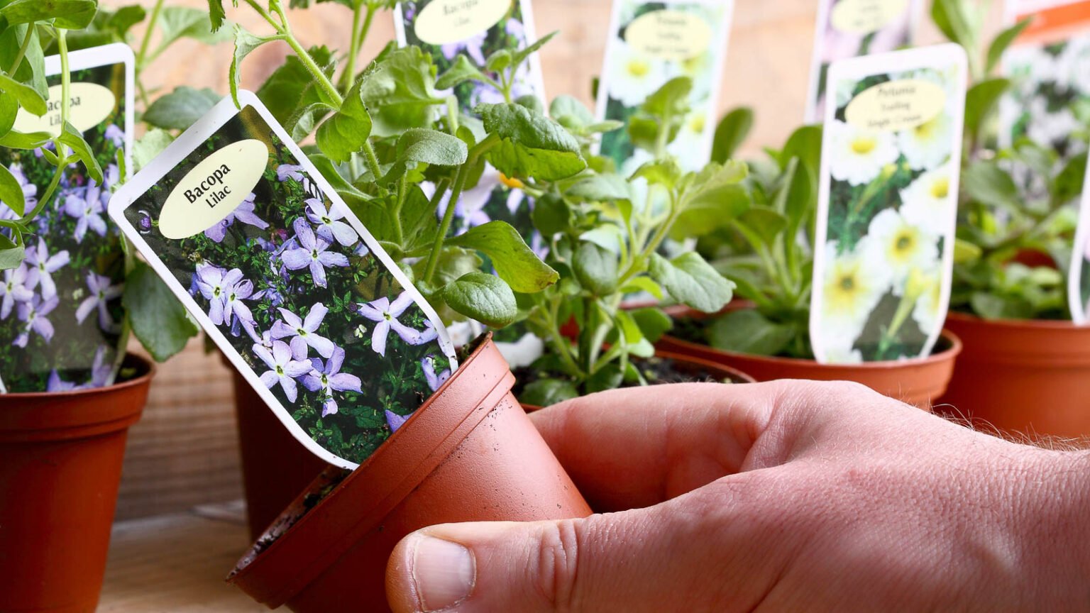 DIY Plant Markers: How to Label Your Plants Effectively