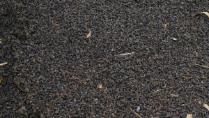 How to Use Bat Guano Fertilizer Safely In Your Garden