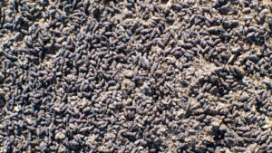 How to Use Bat Guano Fertilizer Safely In Your Garden