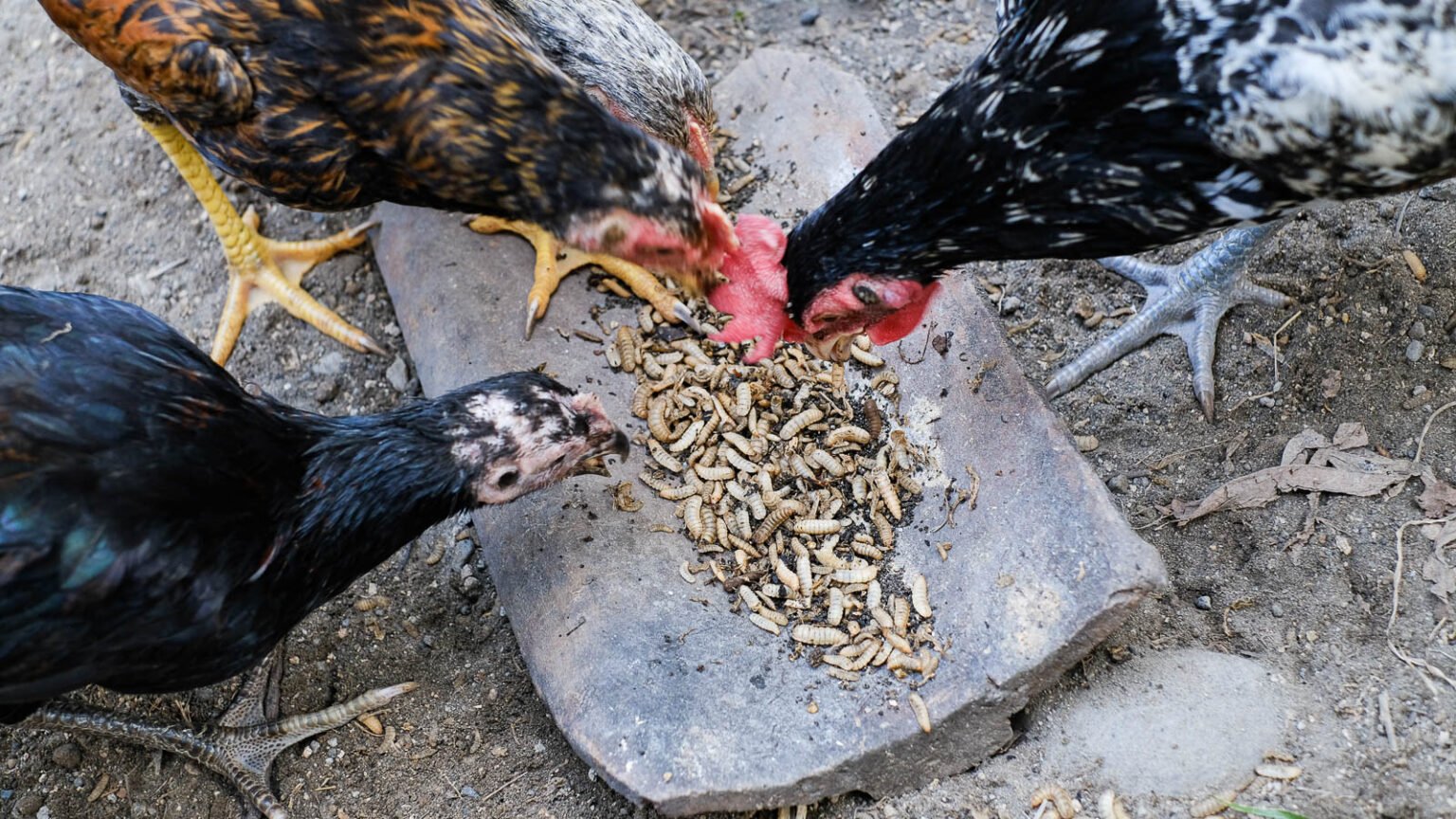 Maggots in Compost? What You Need to Know