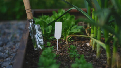 DIY Plant Markers: How to Label Your Plants Effectively