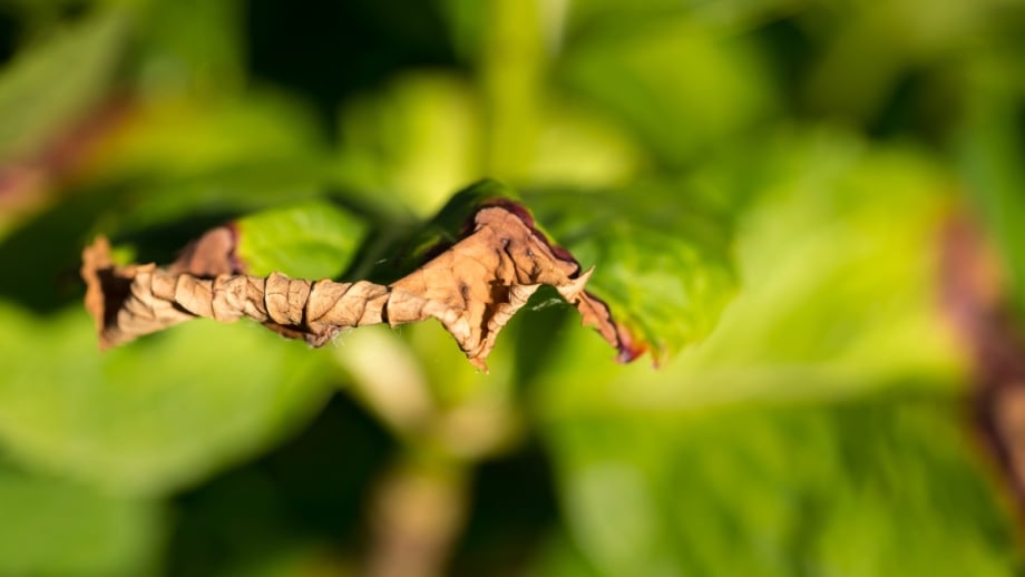 5 Persimmon Tree Diseases and How to Treat Them