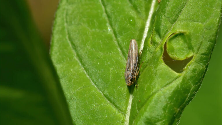 How to Get Rid of Leafhopper Pests for Good